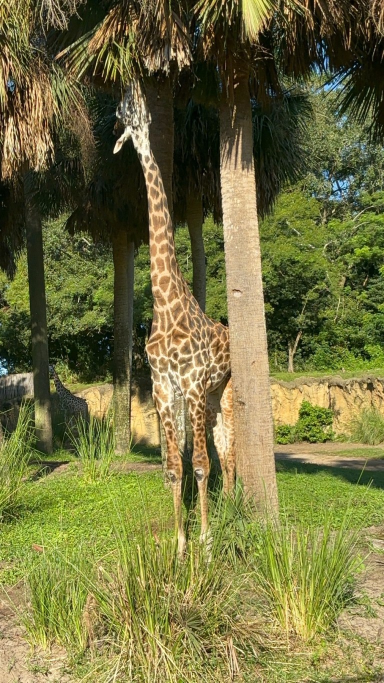 The Perfect Early Morning at Animal Kingdom – Magical Quests Blog