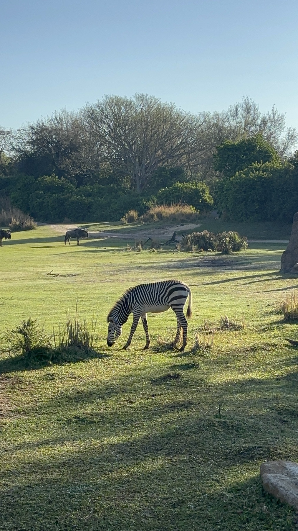 The Perfect Early Morning at Animal Kingdom – Magical Quests Blog